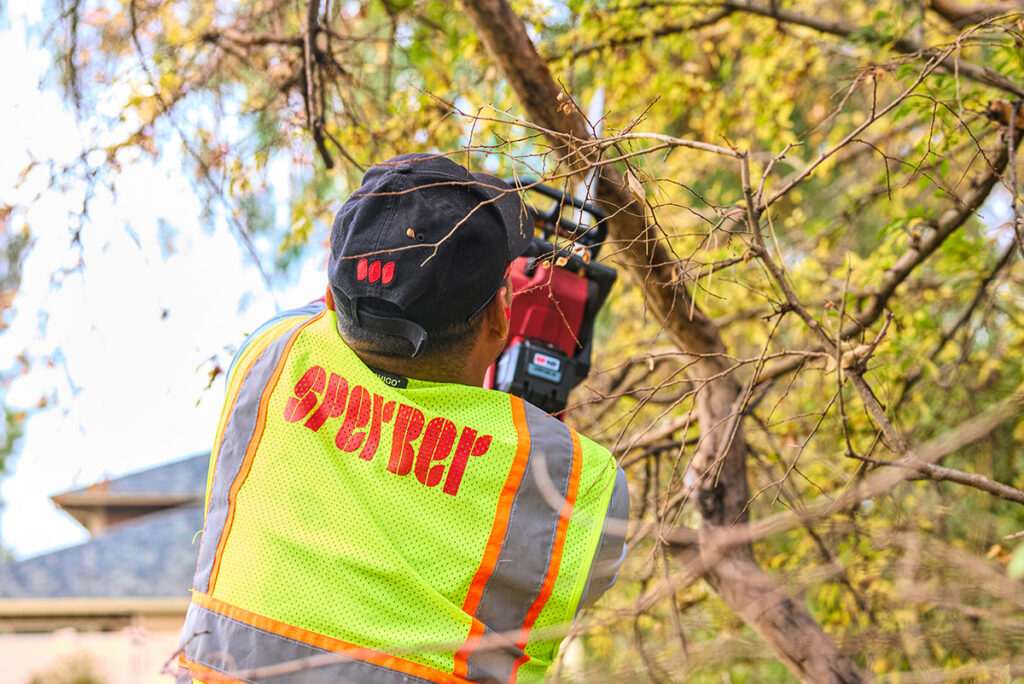 Tree Care Services - Sperber Landscape Services